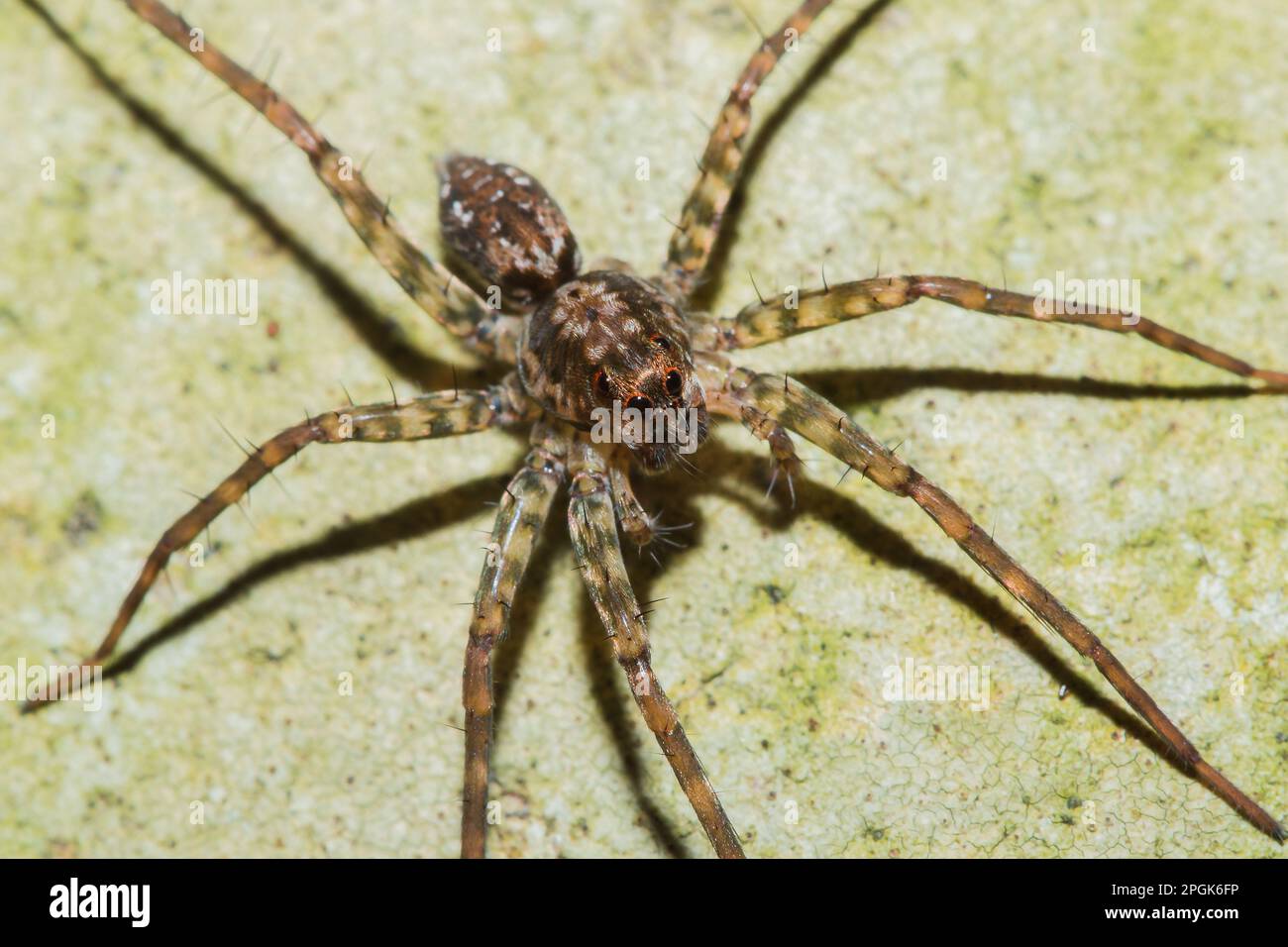 Spider, Lycosidae On the rock, Wolf spiders are members of the family ...