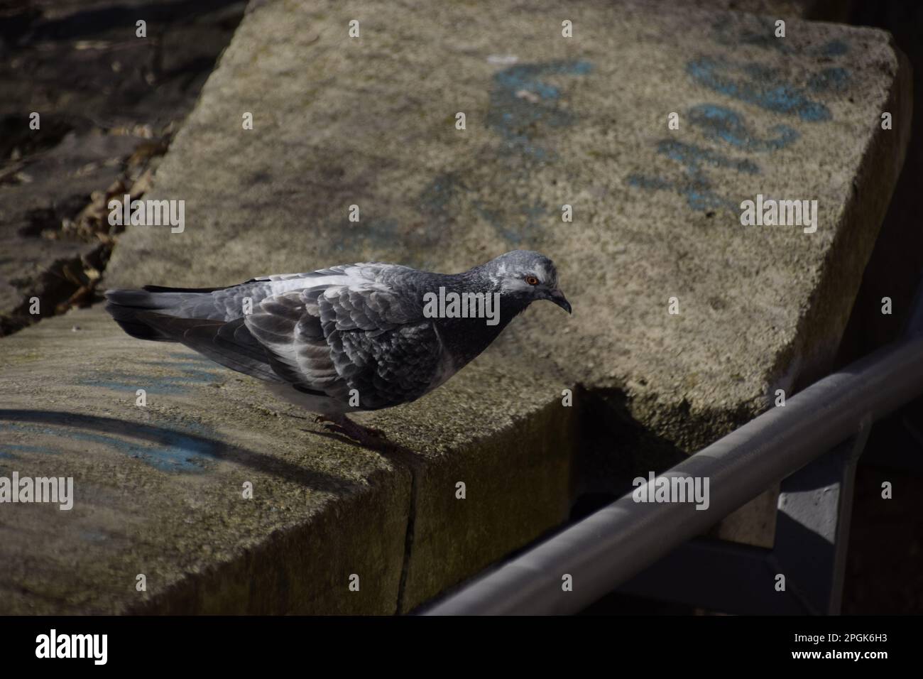 Concrete step birds hi-res stock photography and images - Alamy