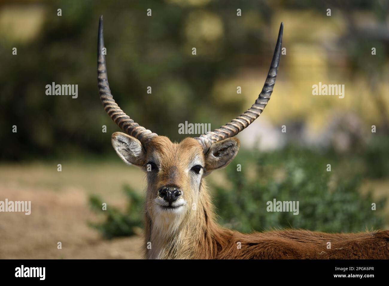 Natural portrait of a Kafue Flats lechwe (Kobus leche kafuensis Stock ...