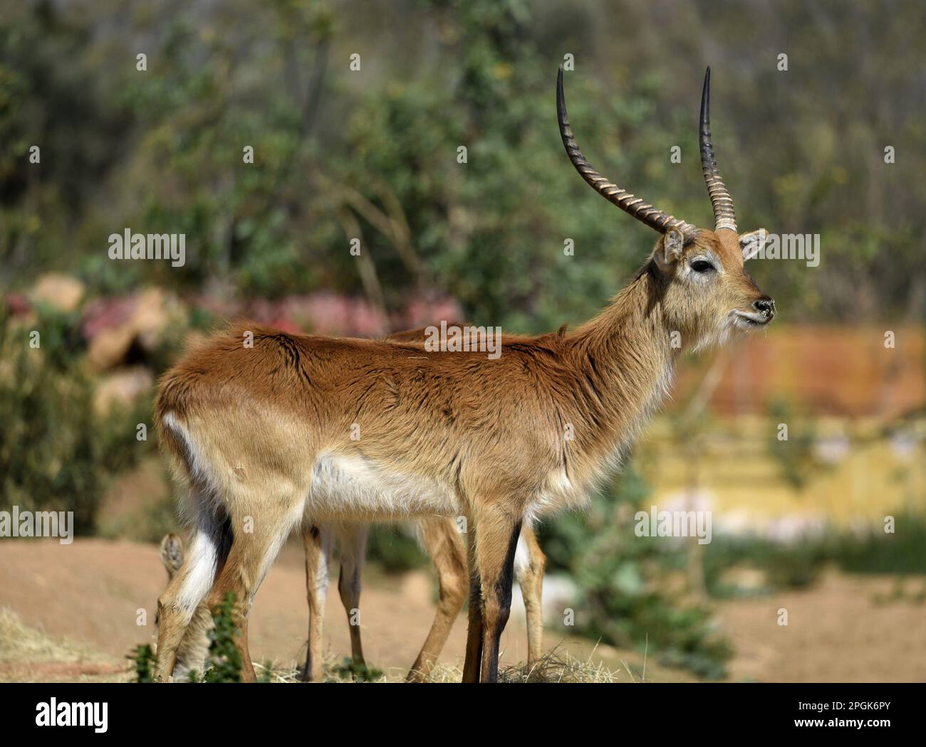 Natural portrait of a Kafue Flats lechwe (Kobus leche kafuensis Stock ...