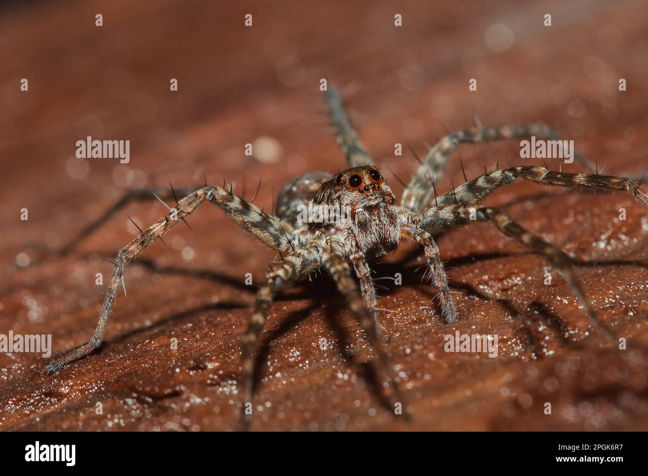 Spider, Lycosidae On the rock, Wolf spiders are members of the family ...