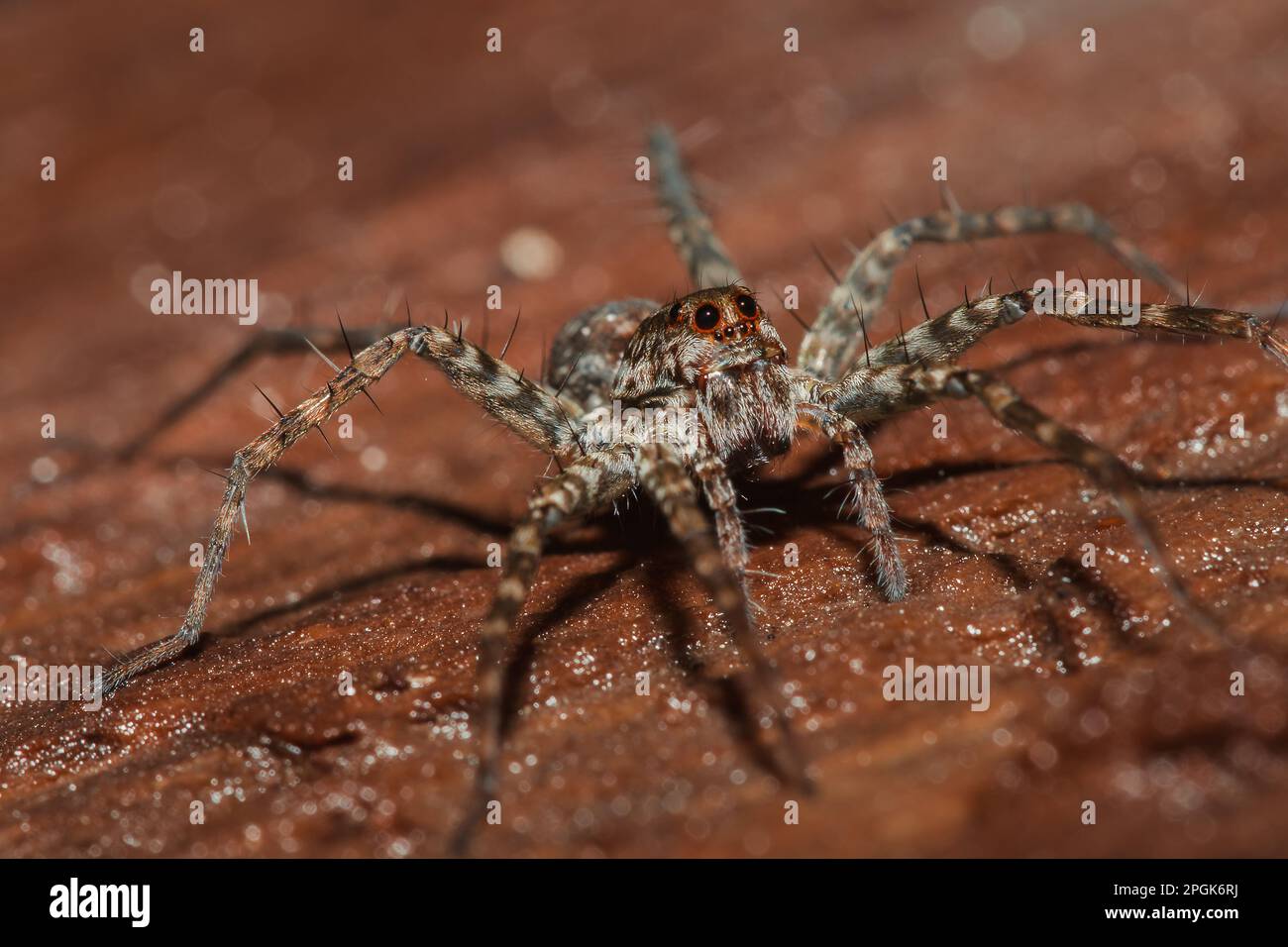 Spider, Lycosidae On the rock, Wolf spiders are members of the family ...