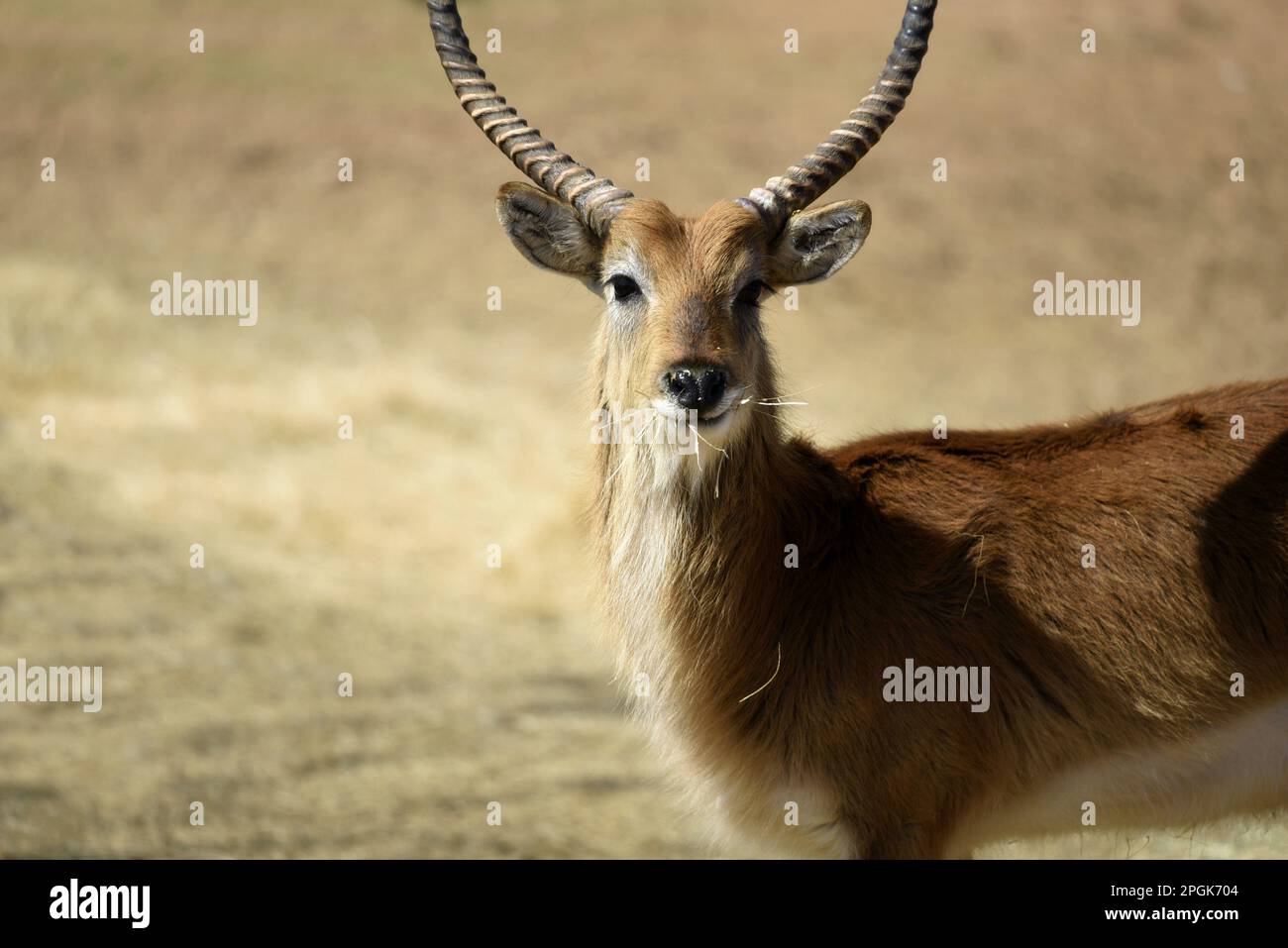 Natural portrait of a Kafue Flats lechwe (Kobus leche kafuensis Stock ...