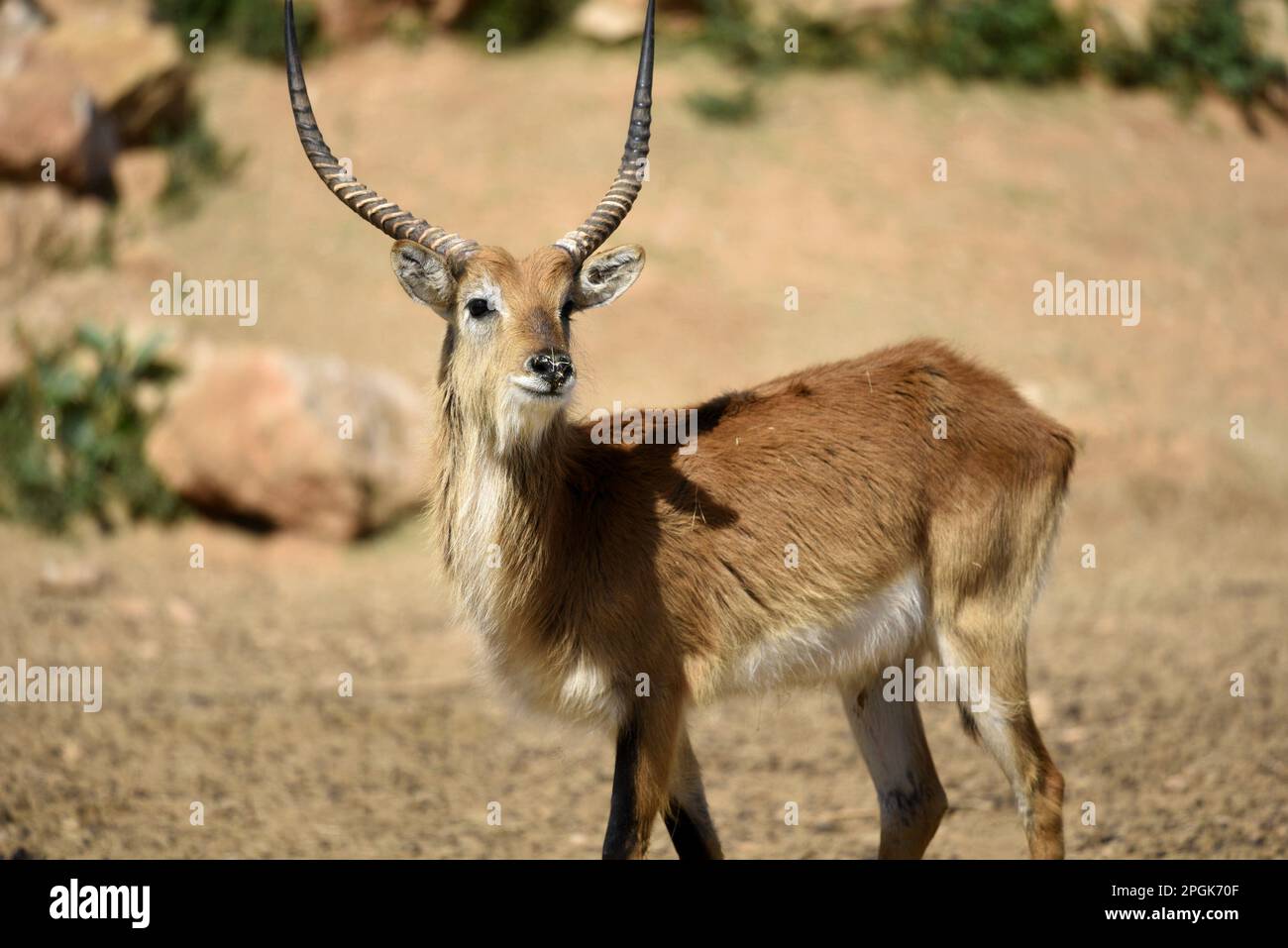 Natural portrait of a Kafue Flats lechwe (Kobus leche kafuensis Stock ...