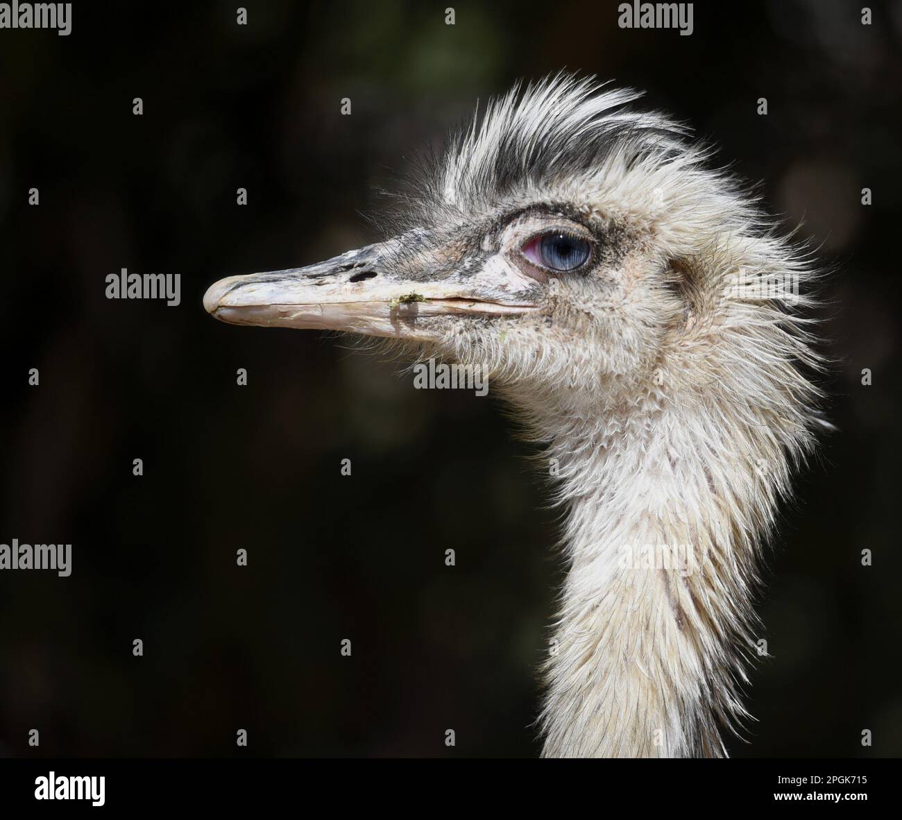 Common ostrich (Struthio camelus portrait Stock Photo - Alamy