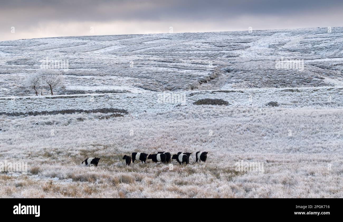 Belted Galloway, a breed of native beef cattle, outwintering on ...