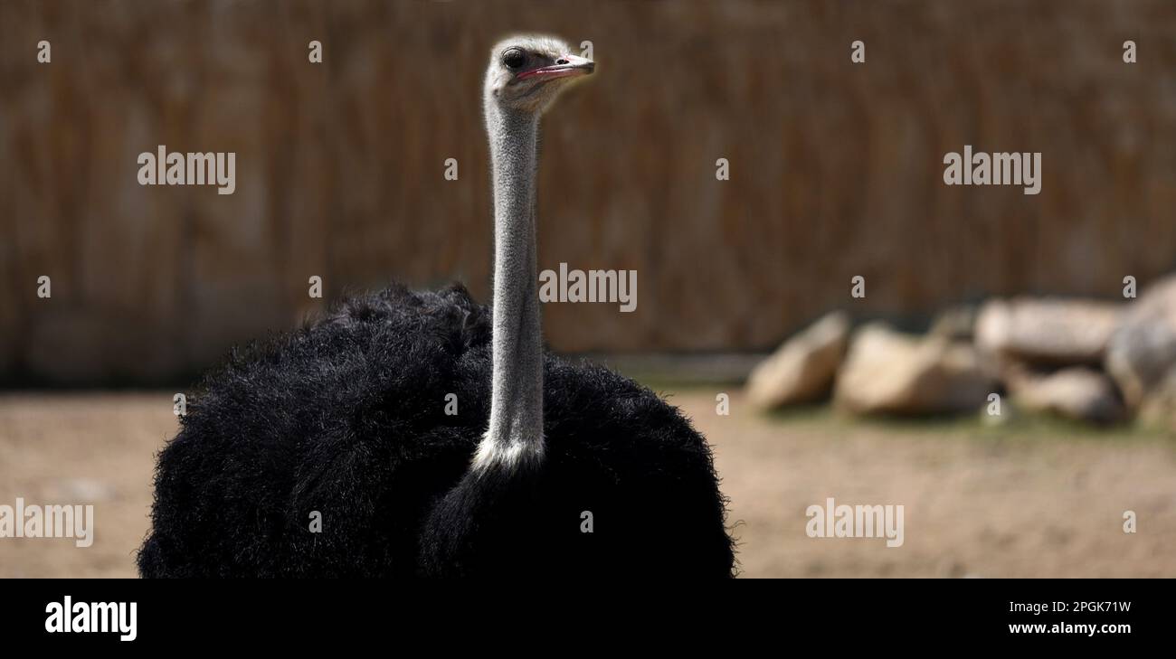 Common ostrich (Struthio camelus portrait Stock Photo - Alamy