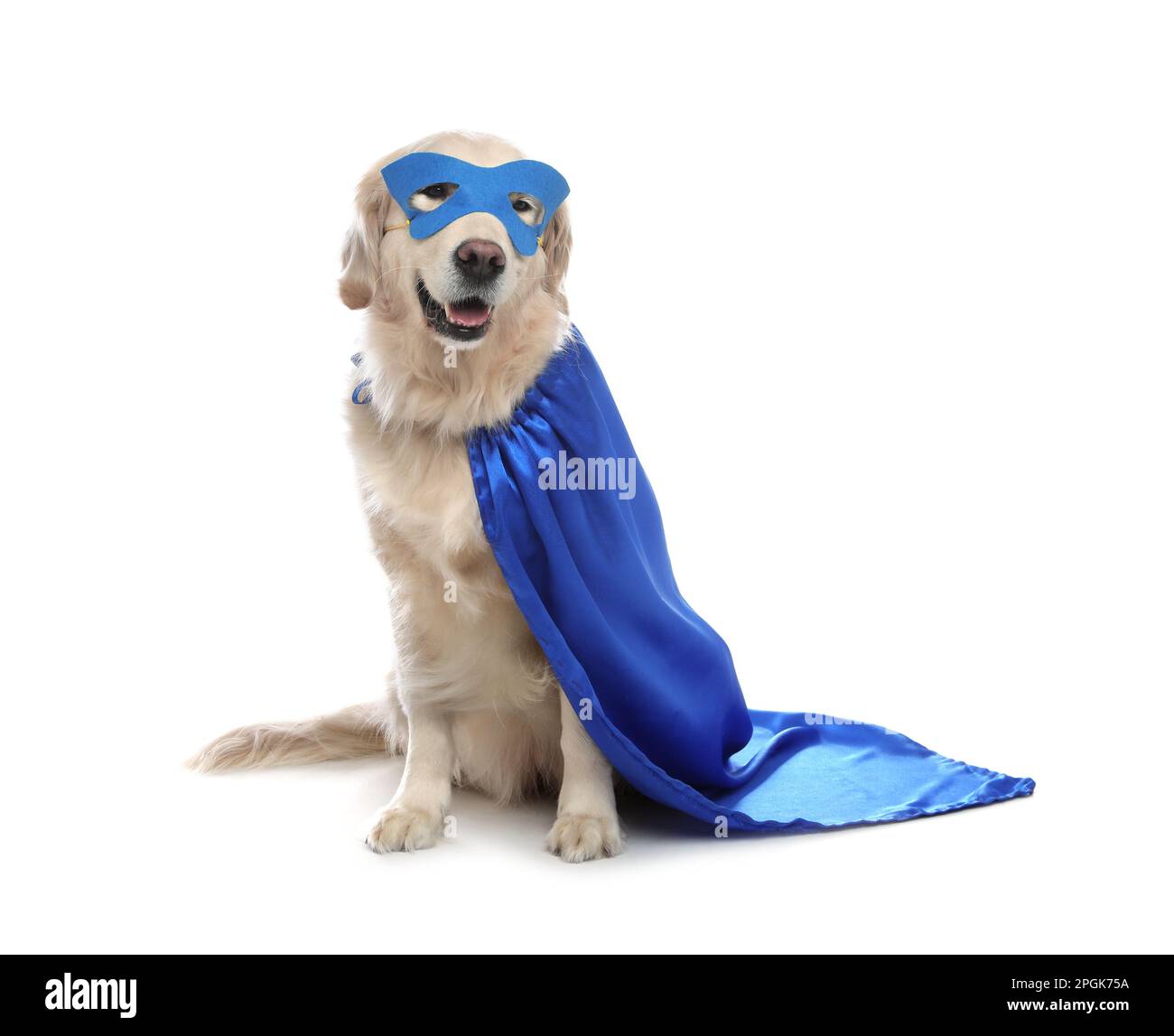 Adorable dog in blue superhero cape and mask on white background Stock ...