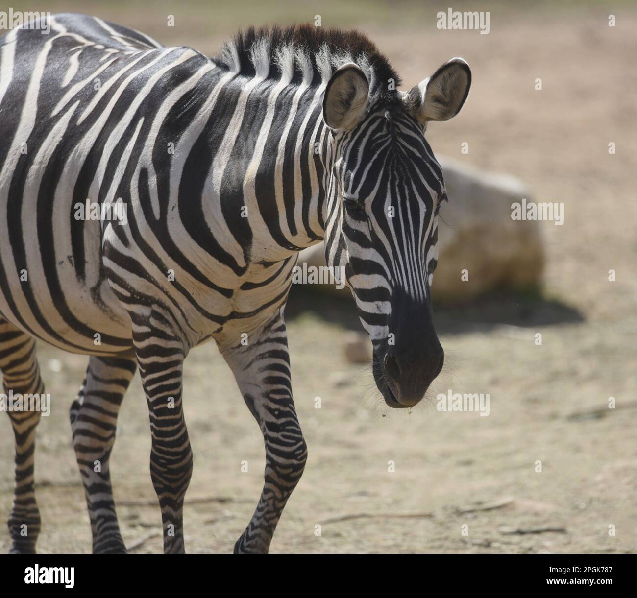 Savanna tales hi-res stock photography and images - Alamy