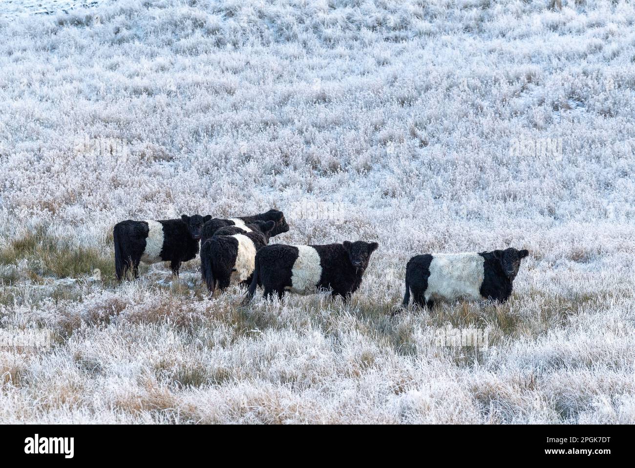 Belted Galloway, a breed of native beef cattle, outwintering on ...