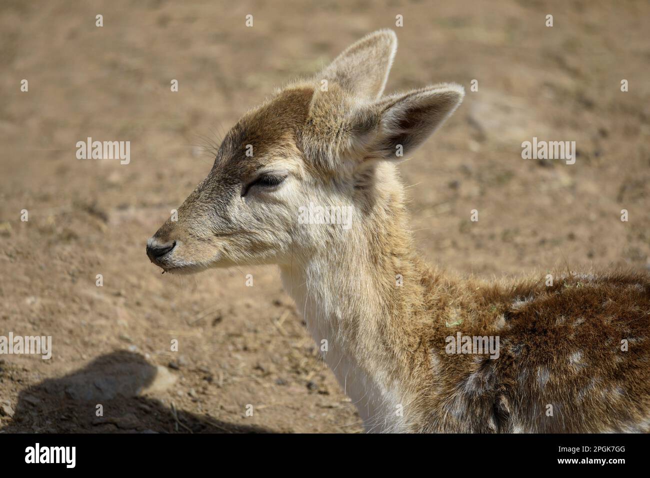 Landscape with view of a European fallow fawn deer (Dama Dama Stock ...