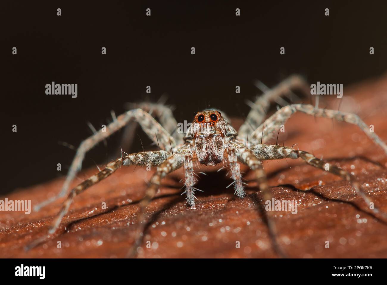 Spider, Lycosidae On the rock, Wolf spiders are members of the family ...