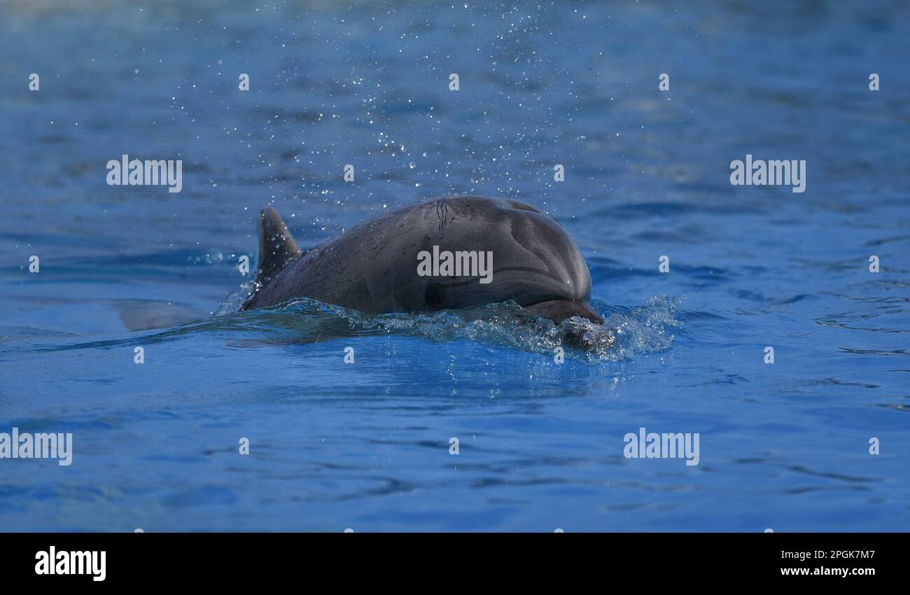 Bottlenose dolphin in a swimming pool Stock Photo - Alamy