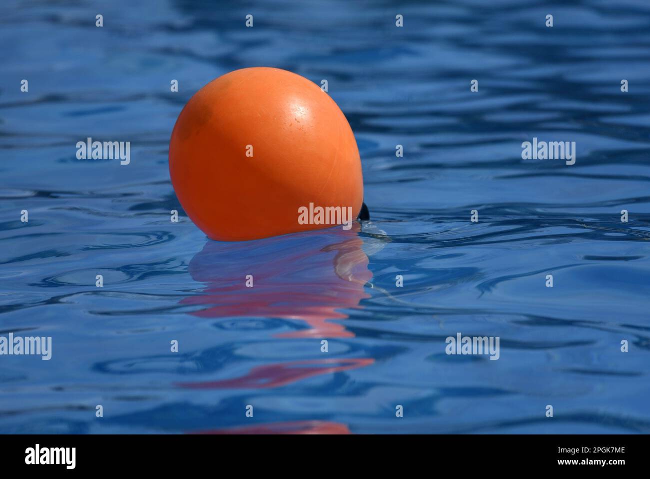Lightweight orange inflatable water polo ball on a swimming pool ...
