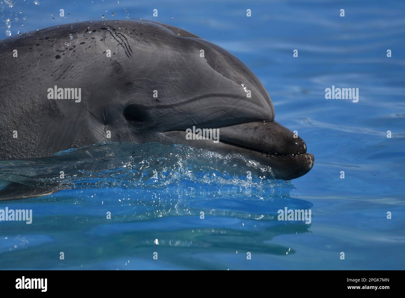 Bottlenose dolphin in a swimming pool Stock Photo - Alamy
