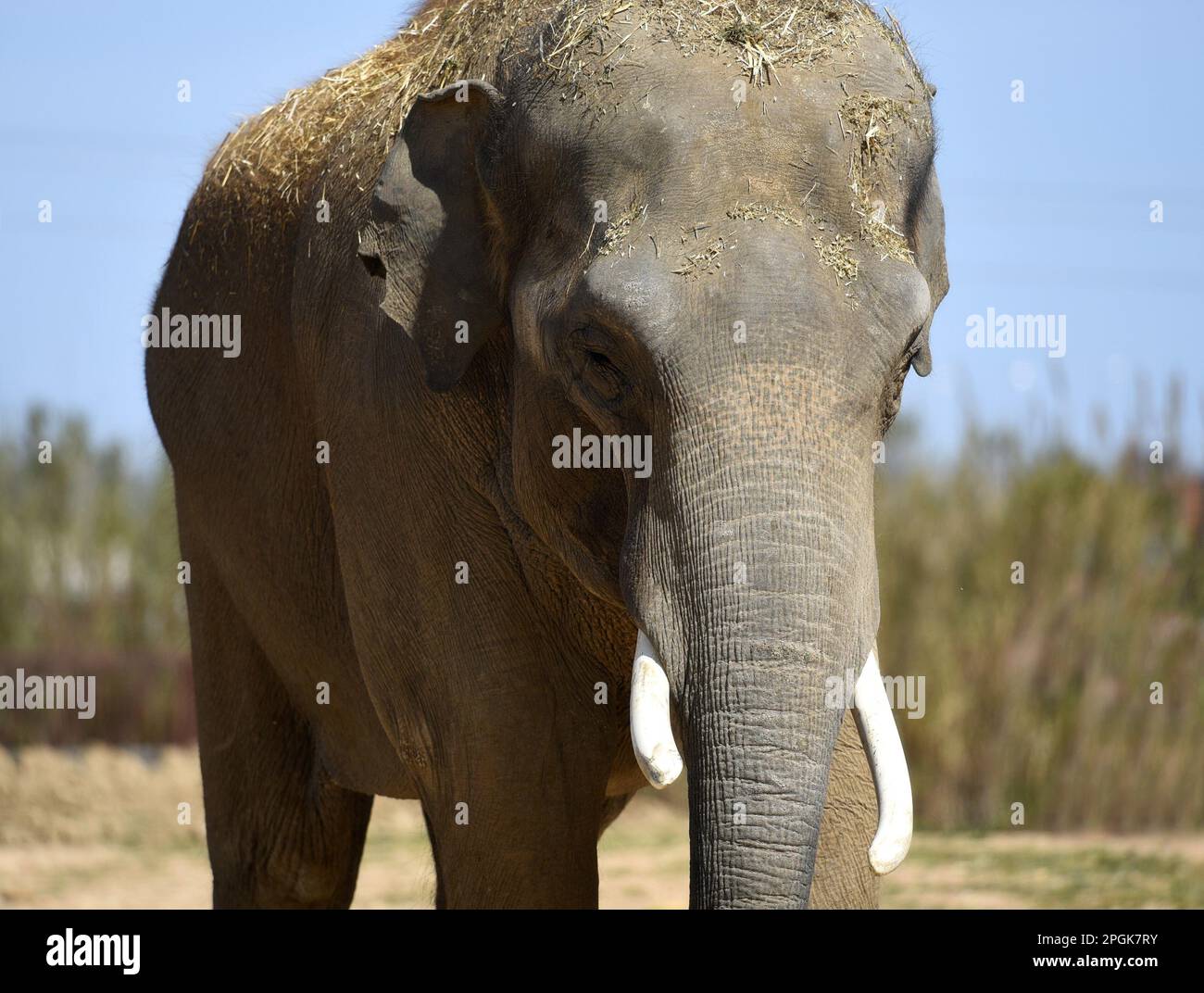 Portrait of the endangered Asian elephant (Elephas maximus Stock Photo ...