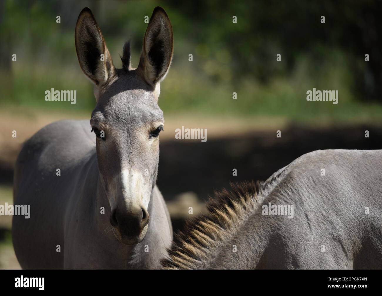 Landscape with view of an Equus africanus Somaliensis subspecies of the ...