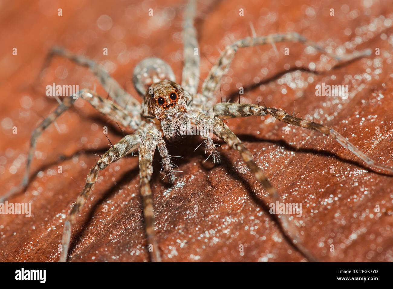 Spider, Lycosidae On the rock, Wolf spiders are members of the family ...