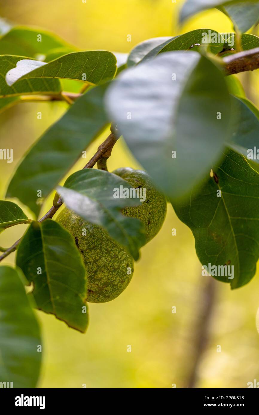 A vertical closeup of a pond apple tree branch with fruits. Annona ...