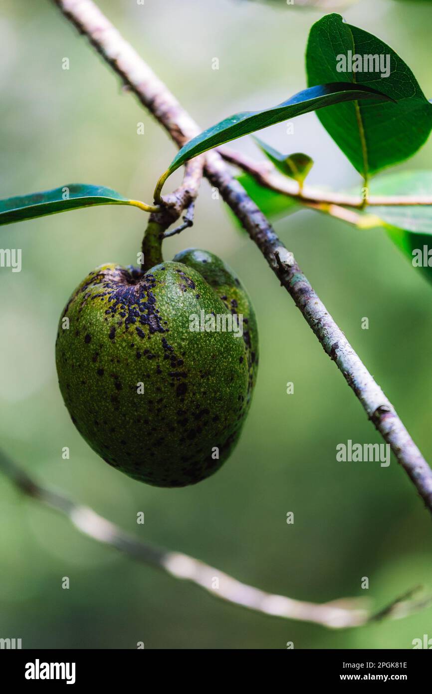A vertical closeup of a pond apple tree branch with fruit. Annona ...