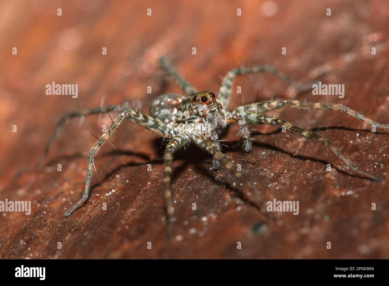 Spider, Lycosidae On the rock, Wolf spiders are members of the family ...