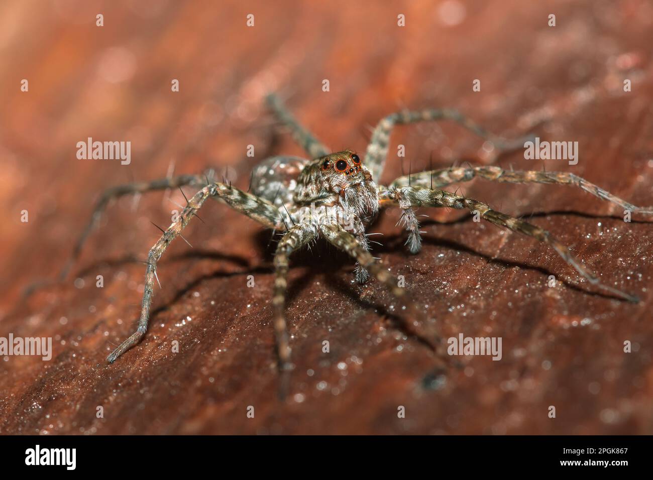 Spider, Lycosidae On the rock, Wolf spiders are members of the family ...