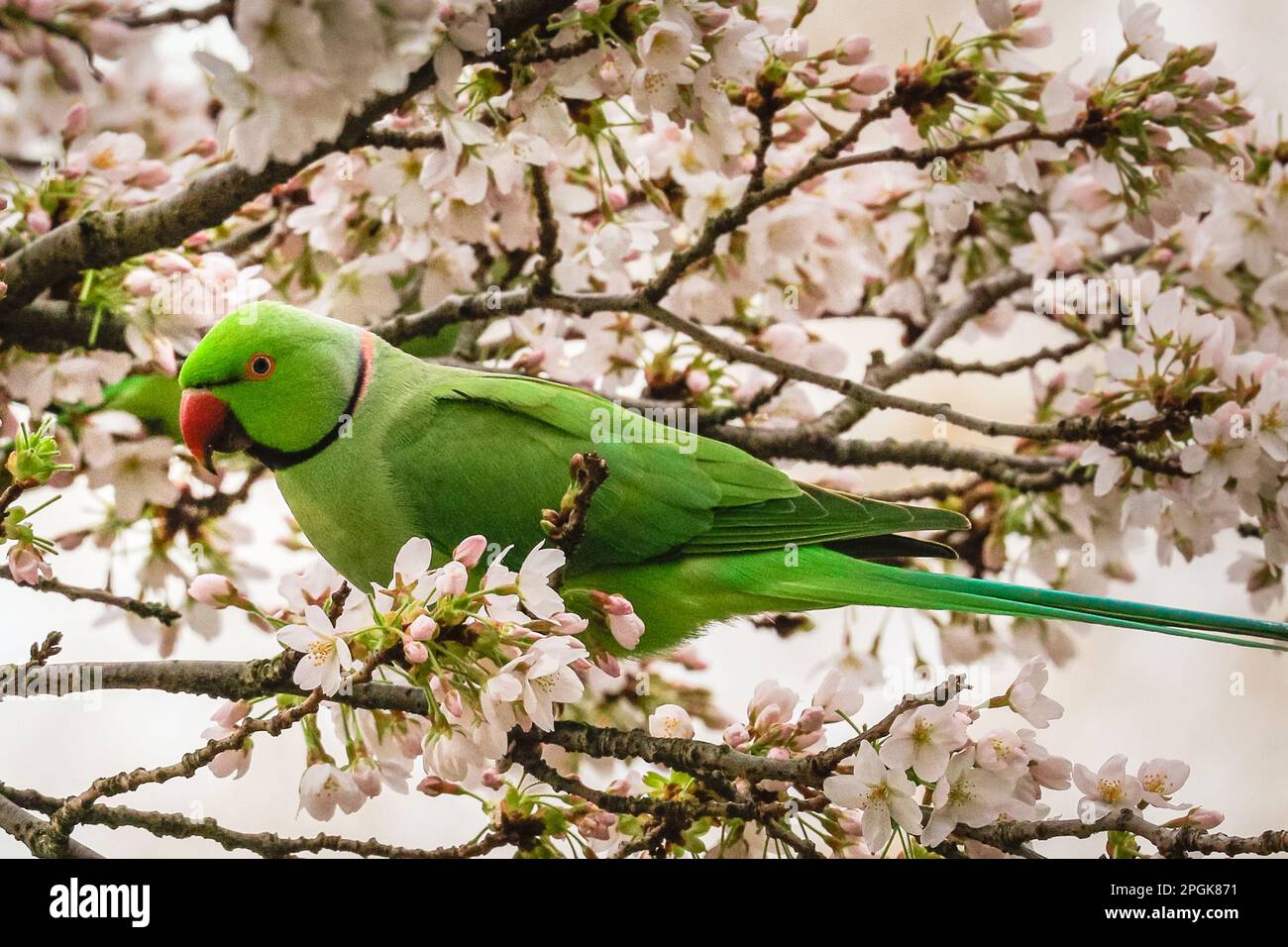 London, UK. 23rd Mar, 2023. A pretty rose-ringed parakeet (Psittacula ...