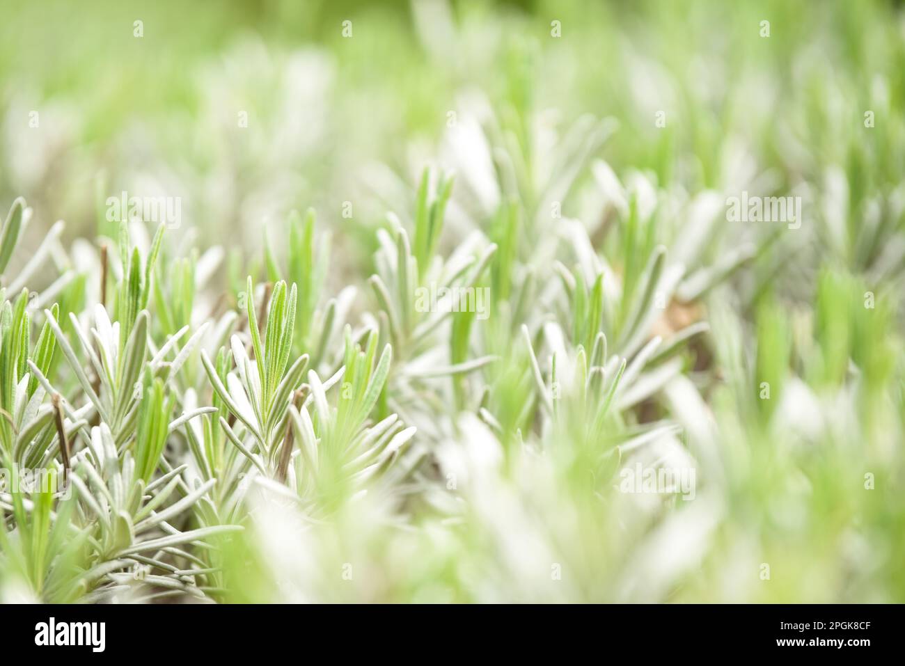 Natural green abstract background from nature with plants and sunlight ...
