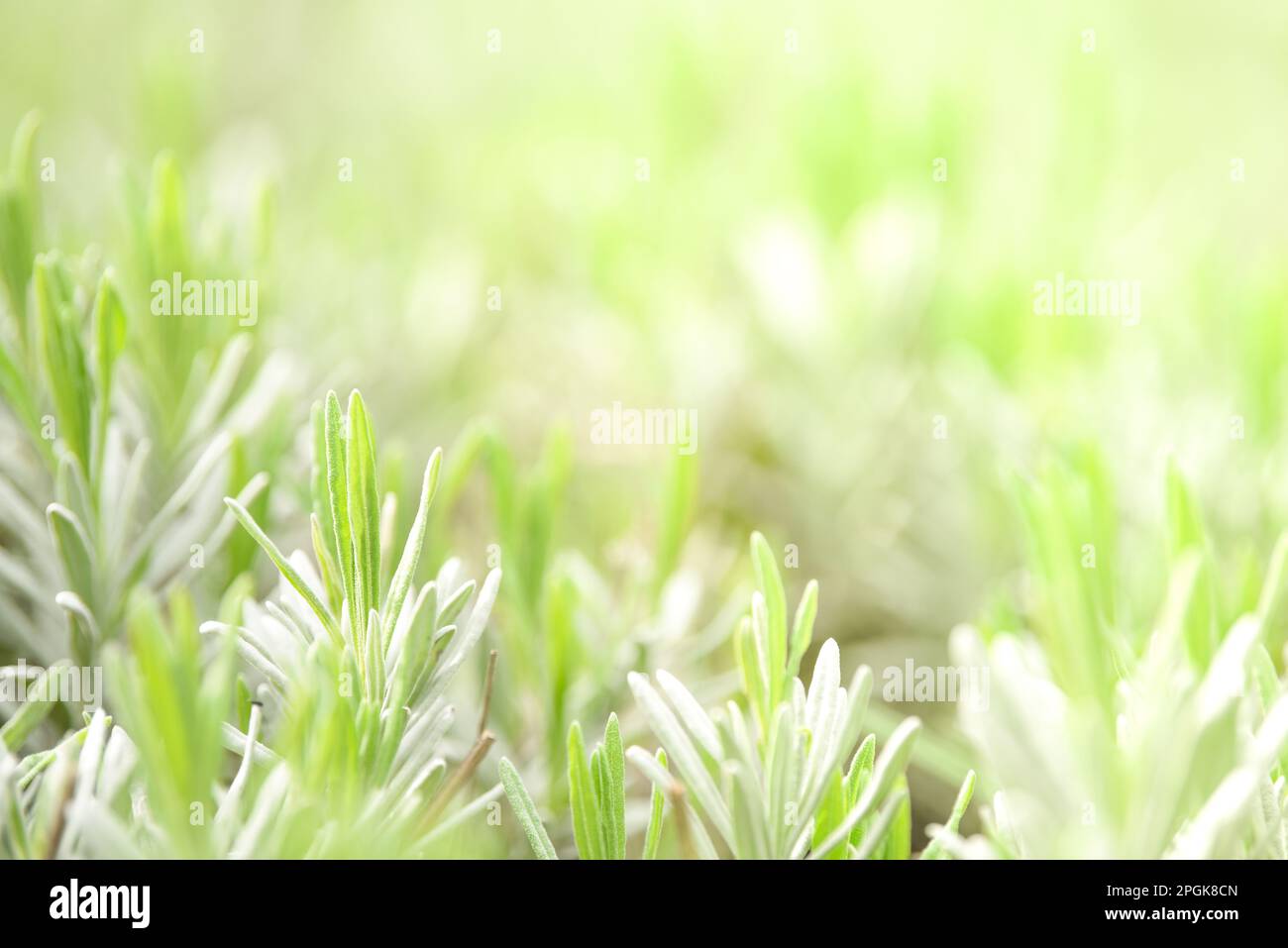 Natural green abstract background from nature with plants and sunlight ...