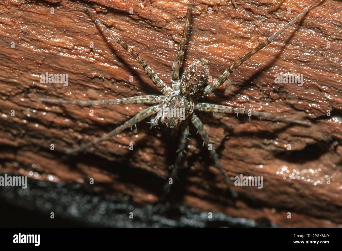 Spider, Lycosidae On the rock, Wolf spiders are members of the family ...