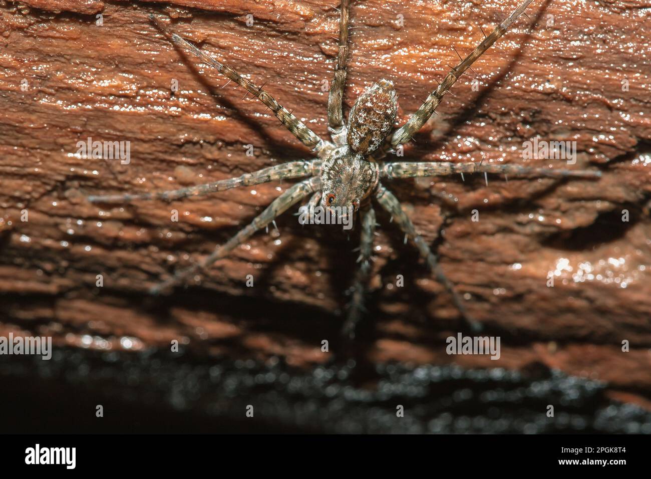 Spider, Lycosidae On the rock, Wolf spiders are members of the family ...