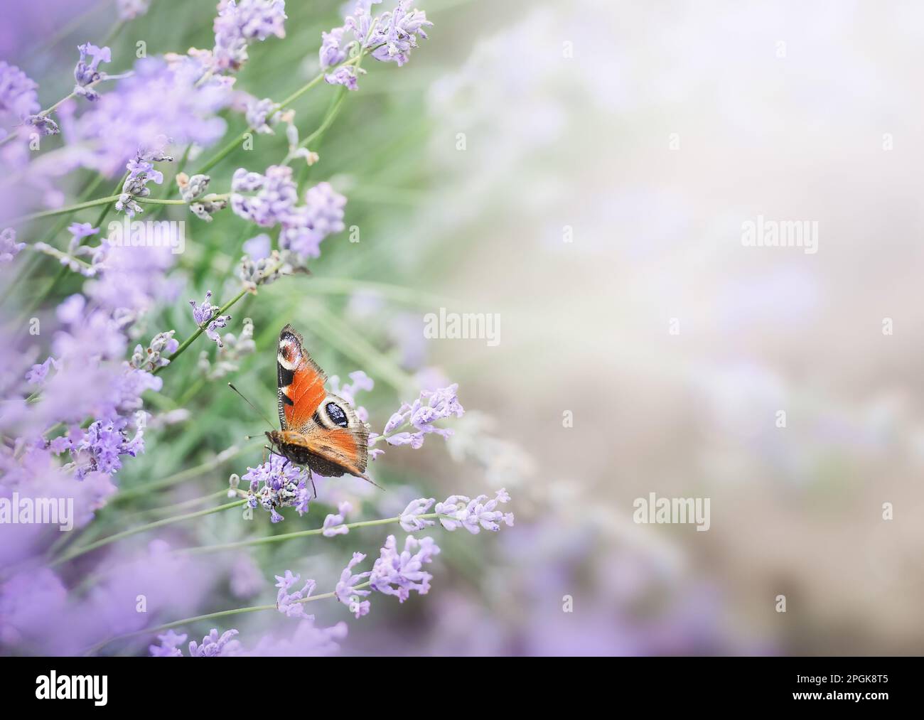 Beautiful lavender in the rays of light with flying butterflies, a ...