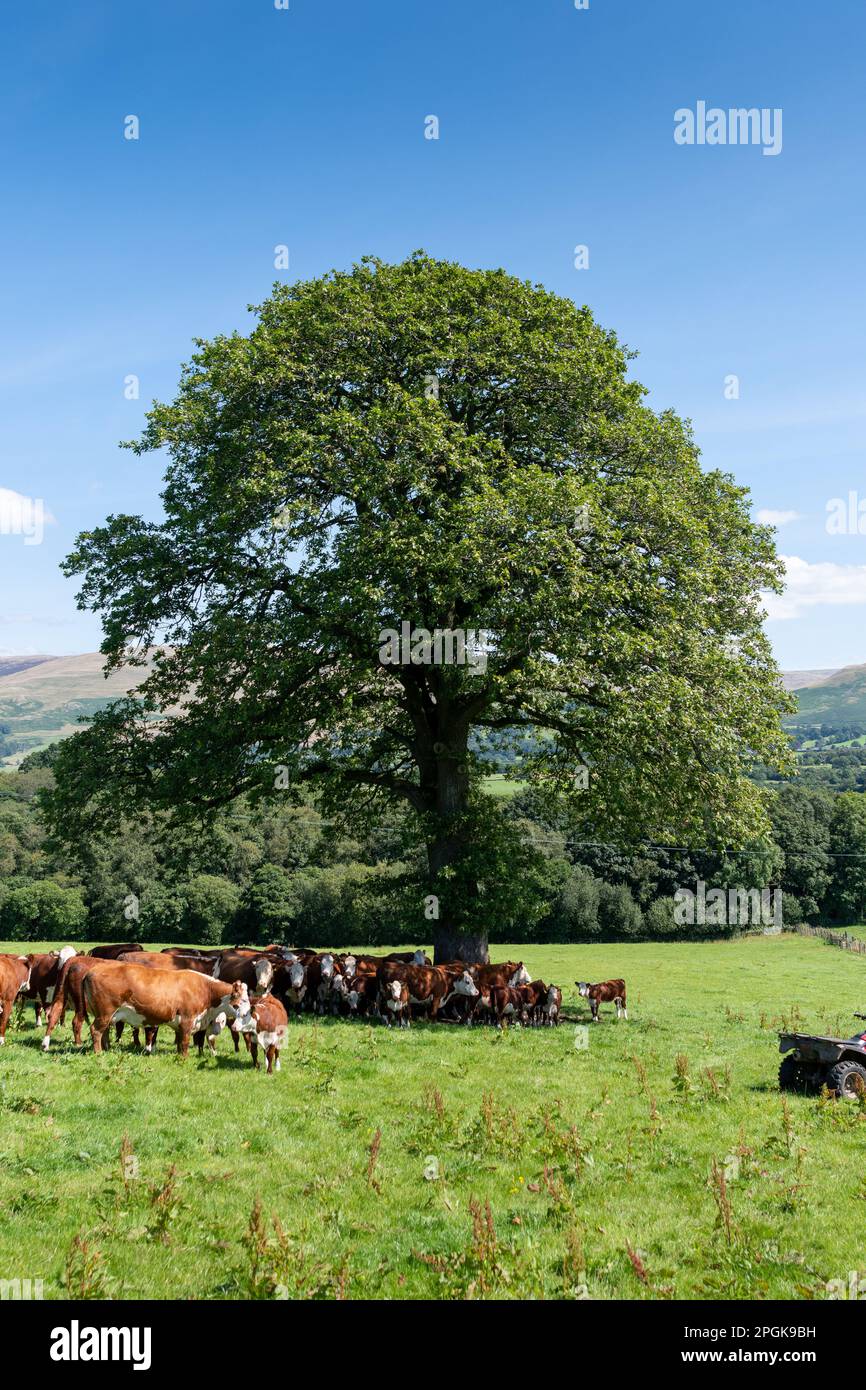 Herd of beef cattle sheltering from the sun under a mature Oak tree on ...