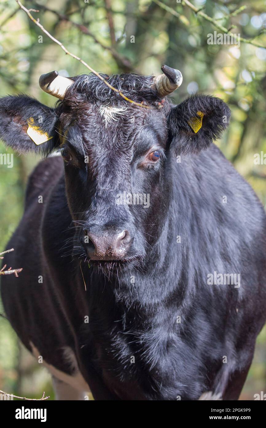 Close up cow face hi-res stock photography and images - Alamy