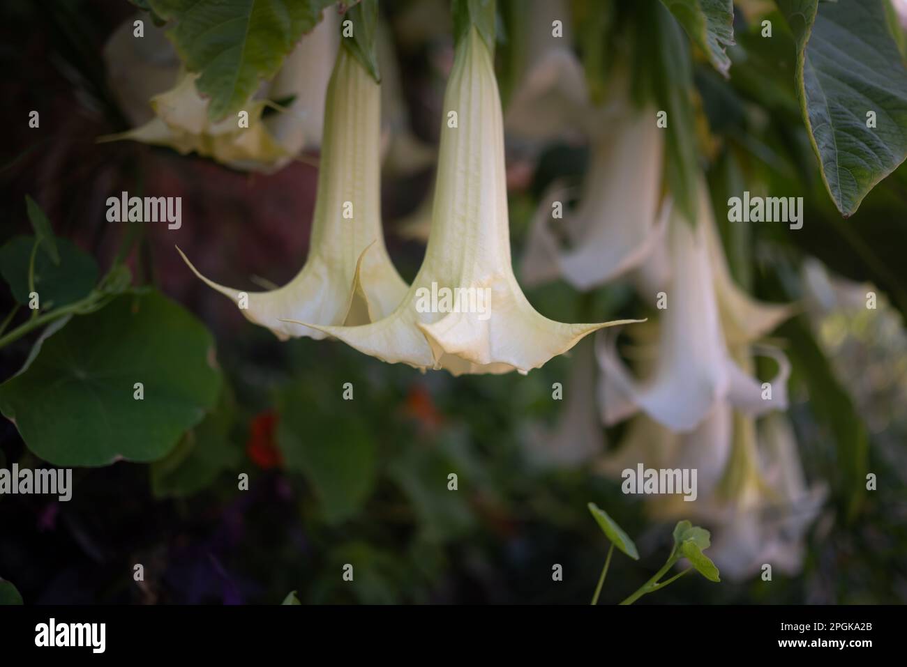 Mostly blurred white flowers of angels trumpet on green leaves background Stock Photo - Alamy