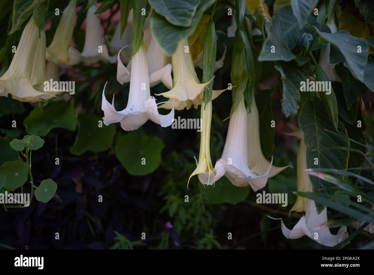 Mostly blurred white flowers of angels trumpet on green leaves background Stock Photo - Alamy