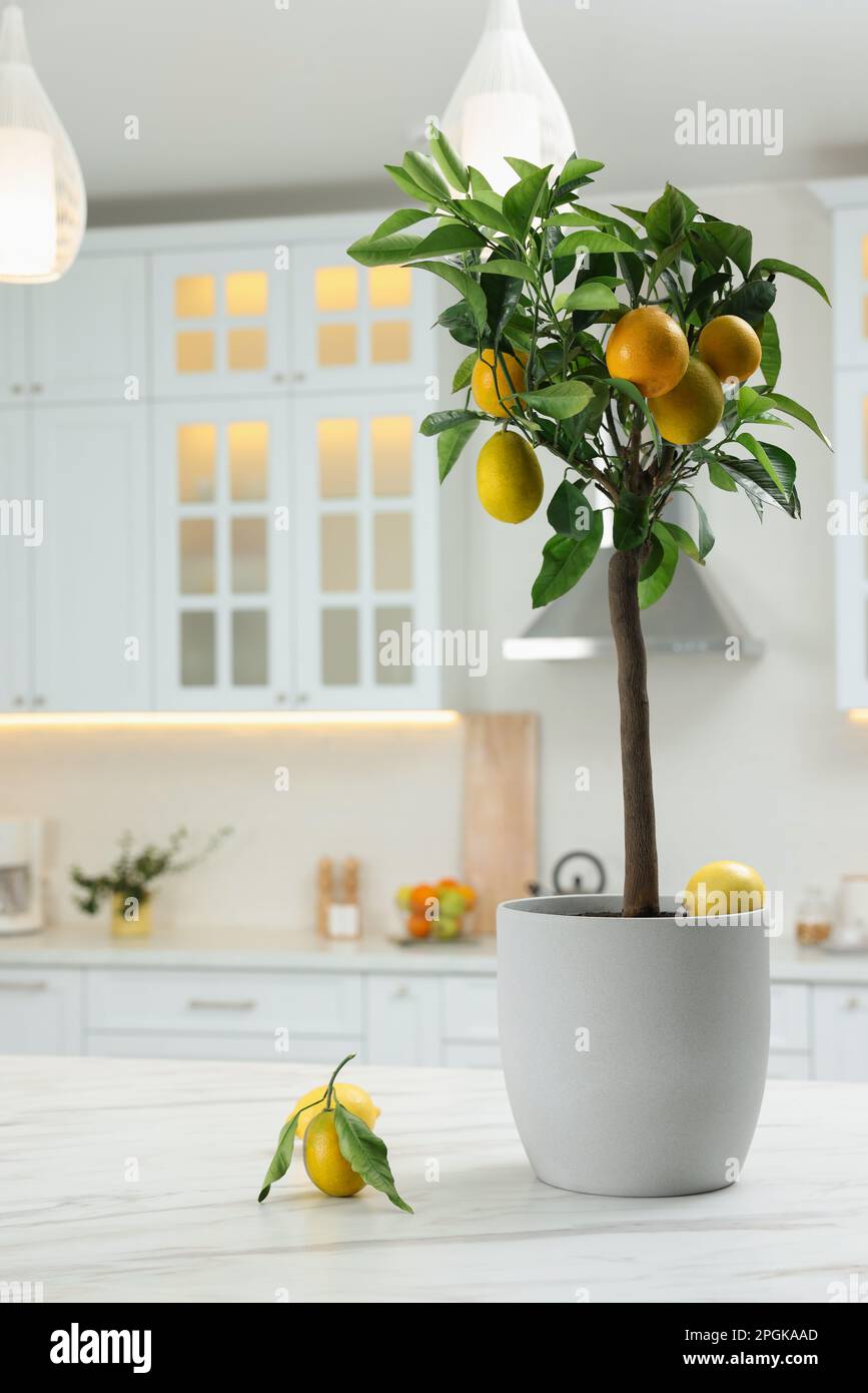 Potted lemon tree and ripe fruits on kitchen countertop Stock Photo - Alamy
