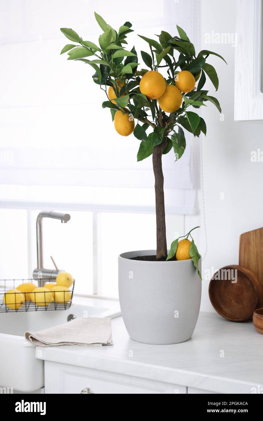 Potted lemon tree and ripe fruits on kitchen countertop Stock Photo - Alamy