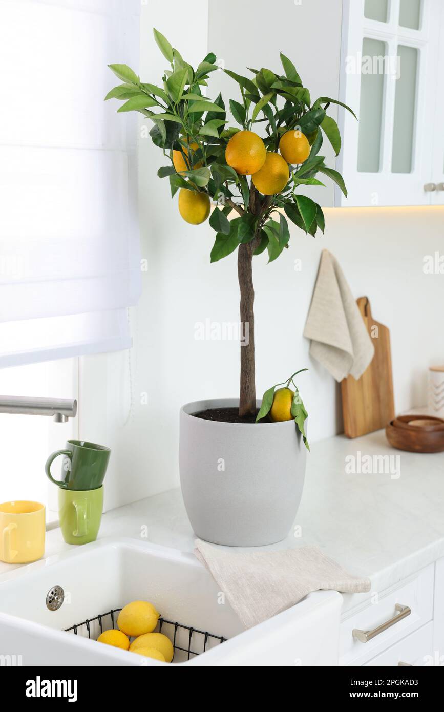 Potted lemon tree and ripe fruits on kitchen countertop Stock Photo - Alamy