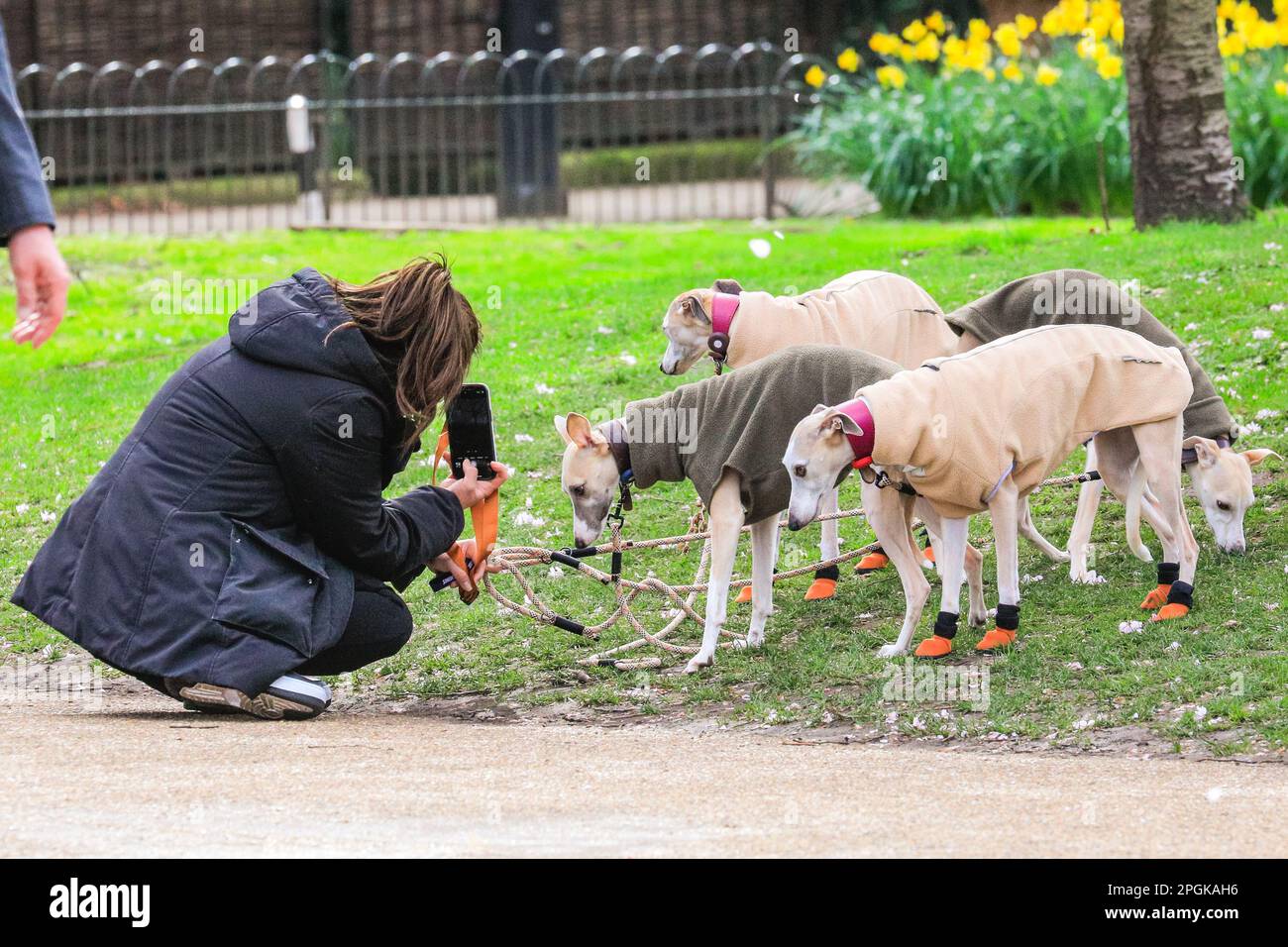 London, UK. 23rd Mar, 2023. A woman takes pictures of the whippets she ...