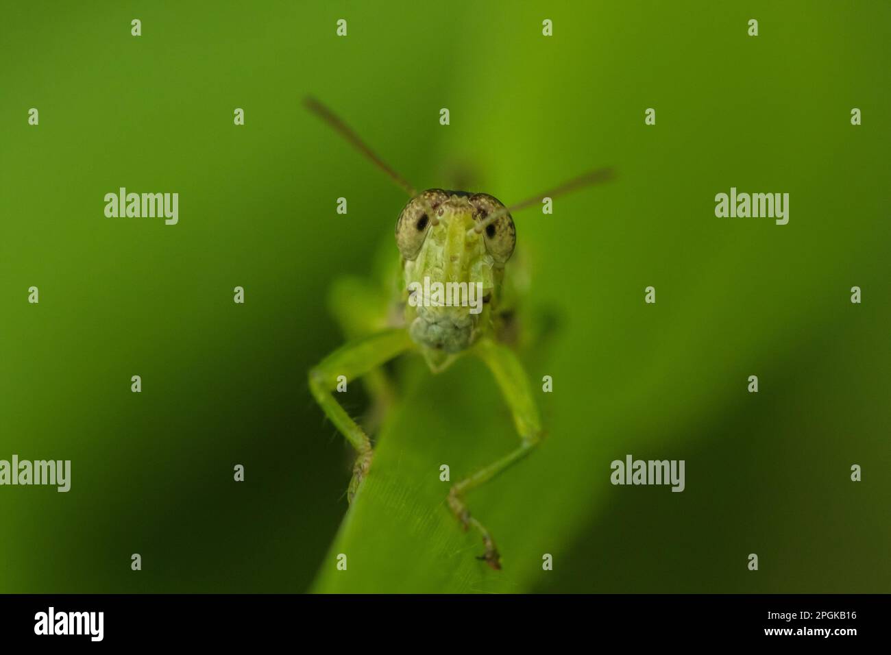 Grasshopper Eyes Looking, Grasshopper Eye Macro On Leaf, Green ...