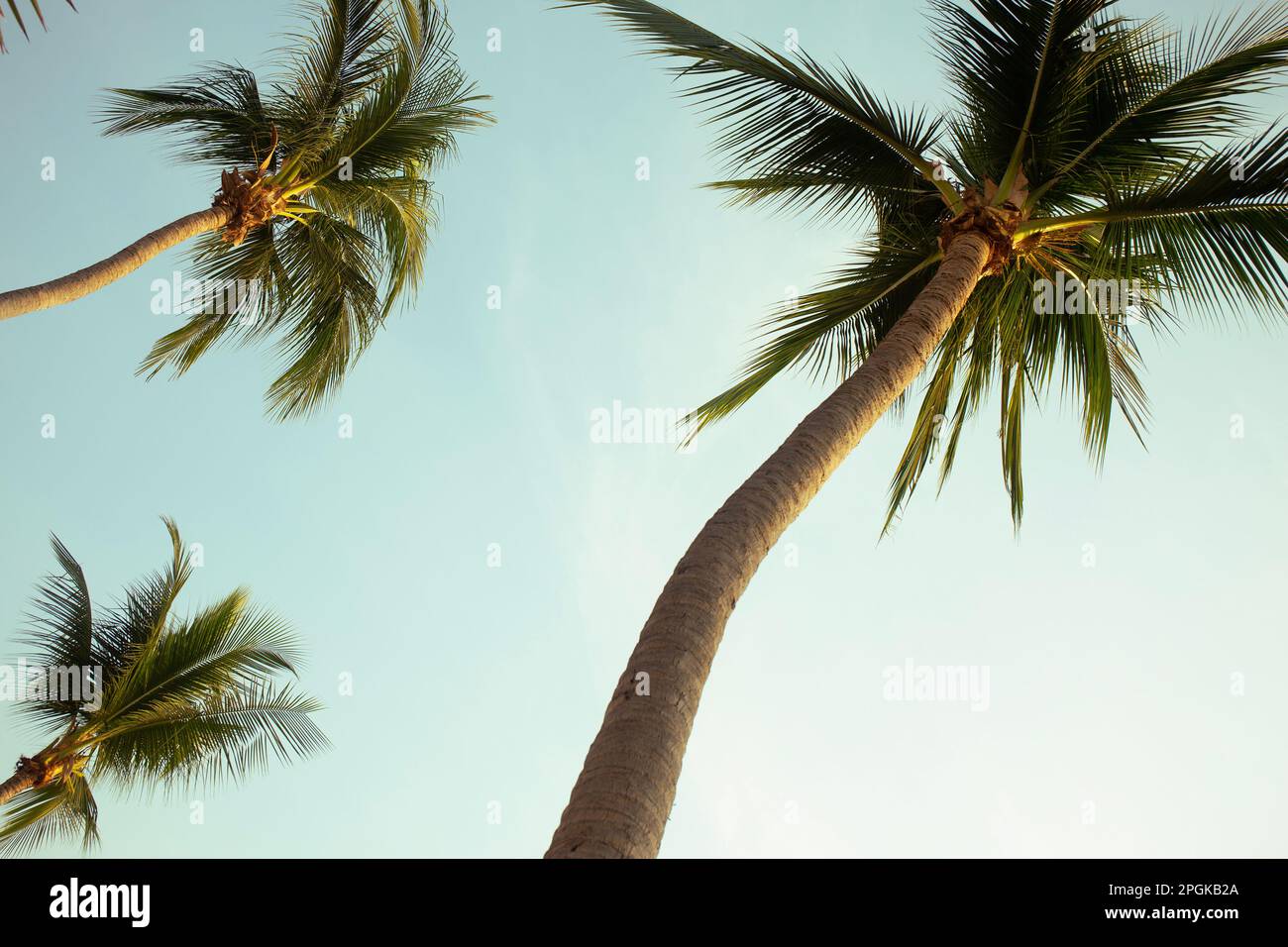 Coconut Palm Trees Bottom Up View in Backlit Stock Photo - Alamy