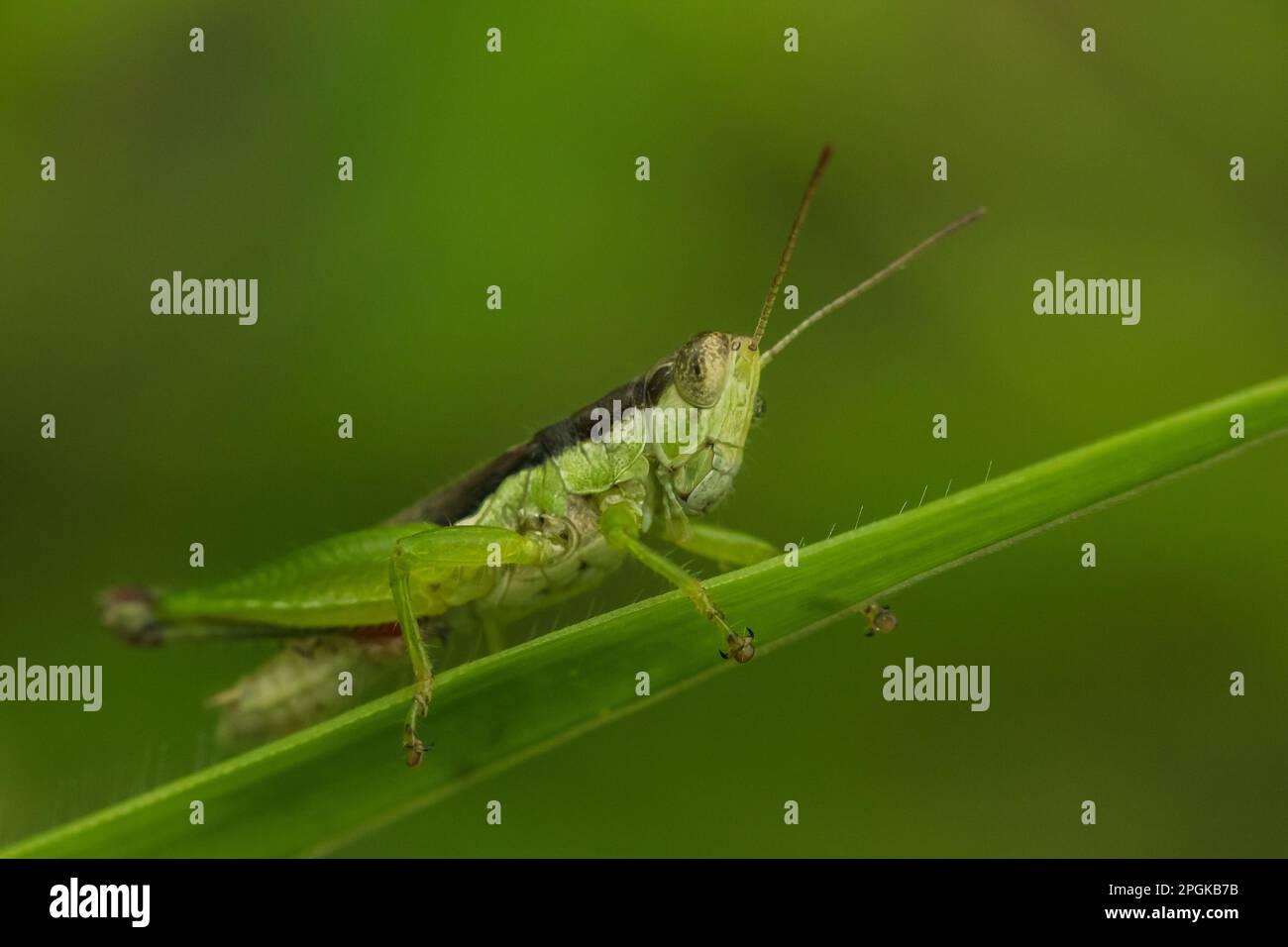 Green grasshopper on leaf, grasshopper eyes Looking, macro eyes ...