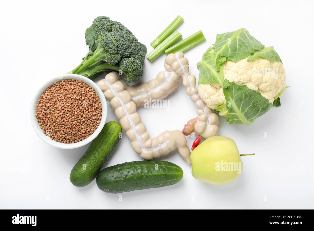 Intestine model and products to help digestion on white background, top ...