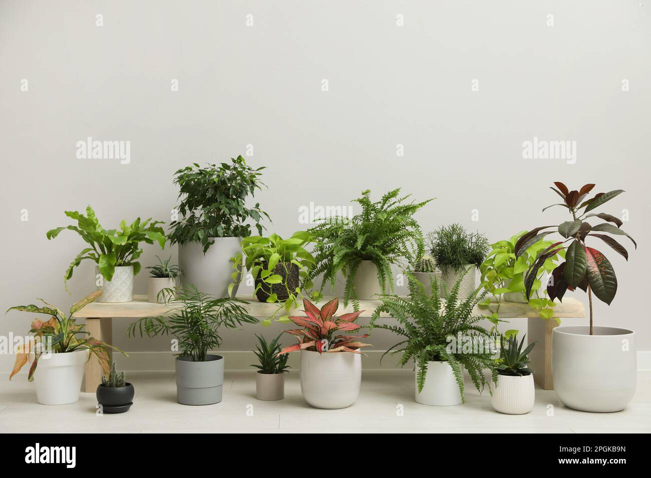 Many different houseplants near white wall in room Stock Photo - Alamy