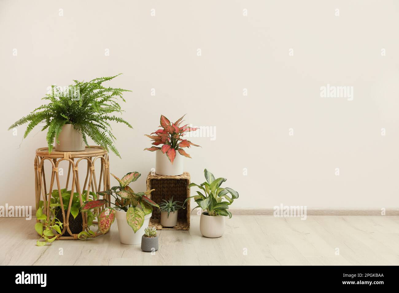 Many different houseplants in room. Interior element Stock Photo - Alamy