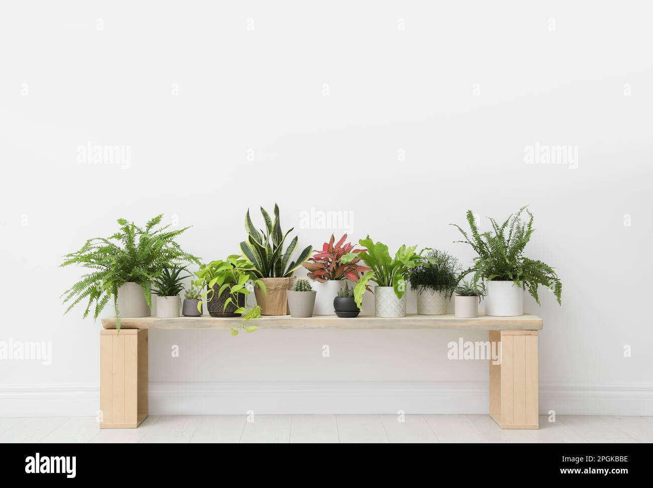 Many different houseplants near white wall in room Stock Photo - Alamy