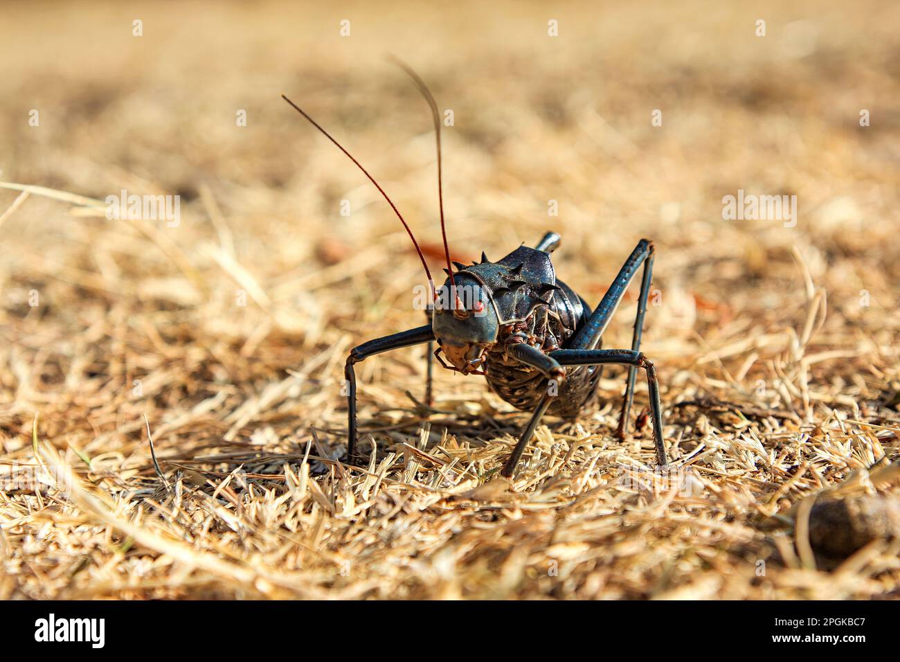 An African Armored Ground Cricket in Namibia Stock Photo - Alamy
