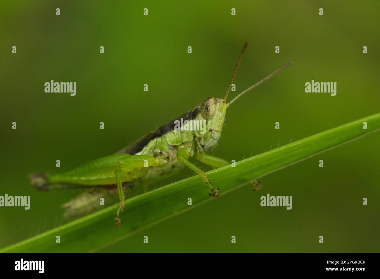 Green grasshopper on leaf, grasshopper eyes Looking, macro eyes ...