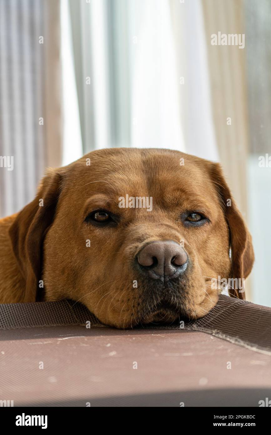 A contented brown canine lies in a relaxed pose next to a window ...